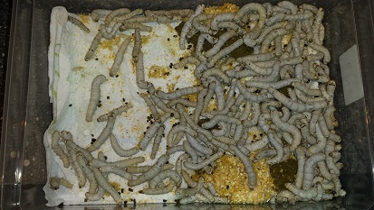 Zijderupsen als voedseldier