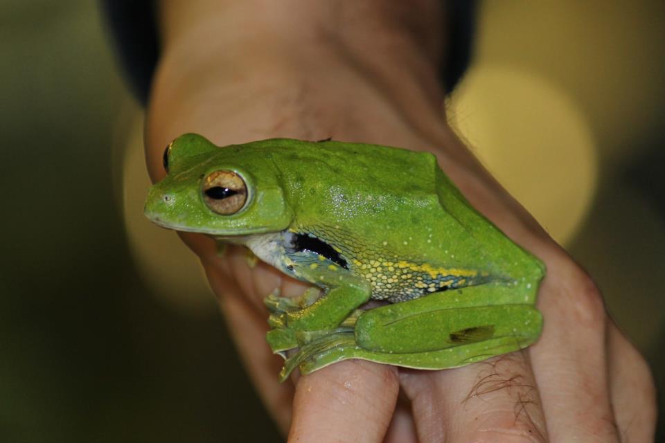 Vliegende Boomkikker | vind je bij Amfibia, uw shop voor het Terrarium ...